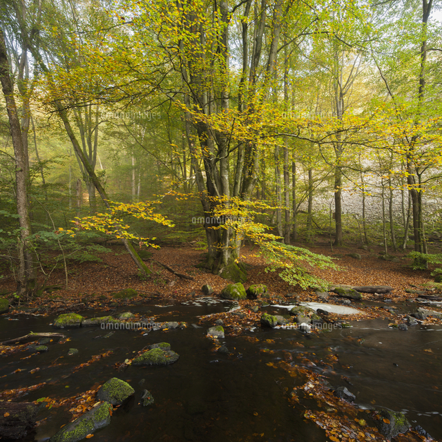 Sweden, Skane, Soderasen National Park, View of forest[11090011123]の写真 ...