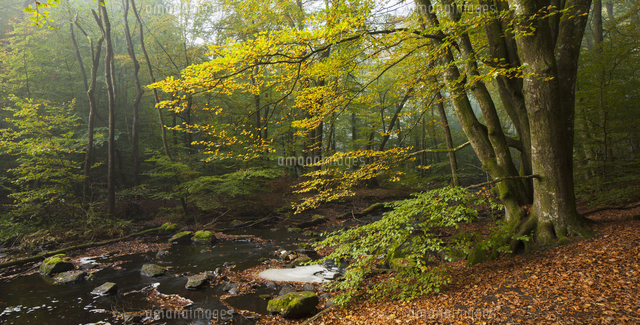 Sweden, Skane, Soderasen National Park, View of forest[11090011125]の写真 ...