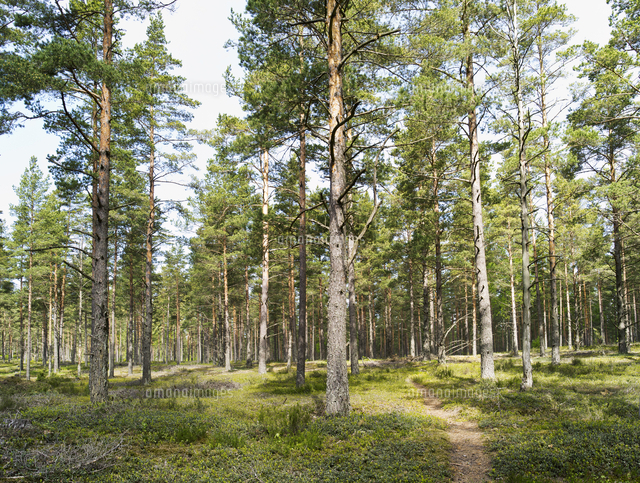 Finland, Uusimaa, Hanko, View of pine tree forest[11090012185]の写真素材 ...