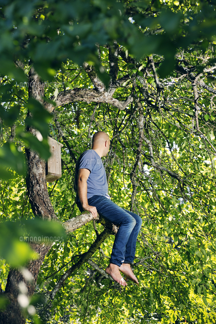 Man sitting on tree branch[11090026237]の写真素材・イラスト素材｜アマナイメージズ