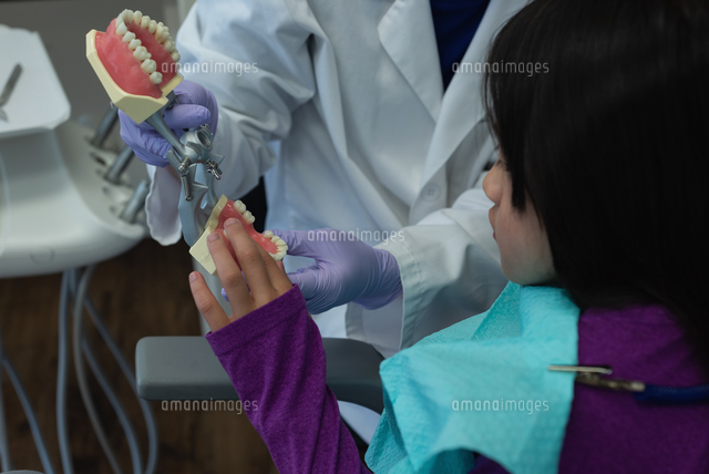 Female dentist explaining about teeth model[11092023554]の写真素材・イラスト素材 ...