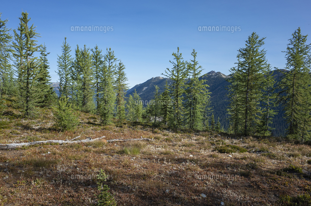 Remote alpine meadow and larch in Fall, along the Pacific Crest Trail ...