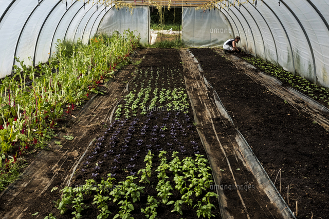High angle view of rows of green and purple basil in a poly tunnel ...