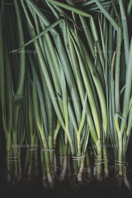 High angle close up of bunches of freshly picked spring onions ...