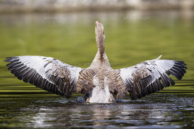 Germany, Bavaria, Greylag Goose bathing[11094009204]の写真素材・イラスト素材｜アマナイメージズ