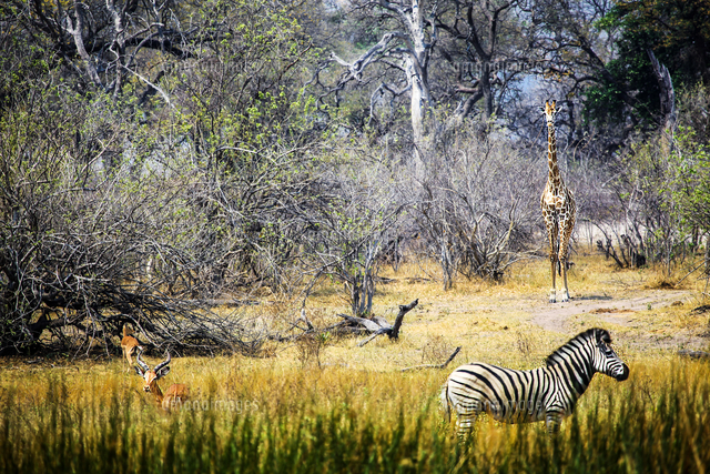 Botswana, Okavango Delta, antelopes, zebra and giraffe[11094010666]の写真 ...