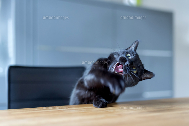 Aggressive black cat at home[11094011205]の写真素材・イラスト素材｜アマナイメージズ