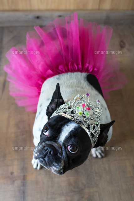 Portrait of French Bulldog dressed up as princess[11094013004]の写真素材 ...