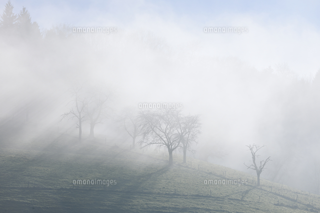 Germany, Baden-Wuerttemberg, Black Forest, fruit trees befog ...