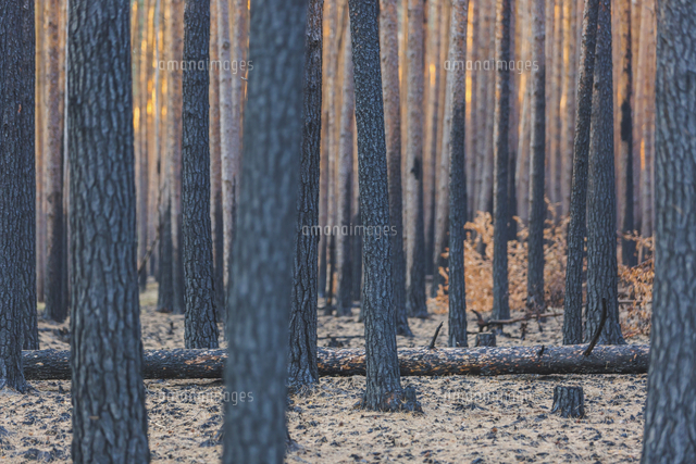 Germany, Brandenburg, Beelitz, Pine Forest, slash and burn[11094052707 ...