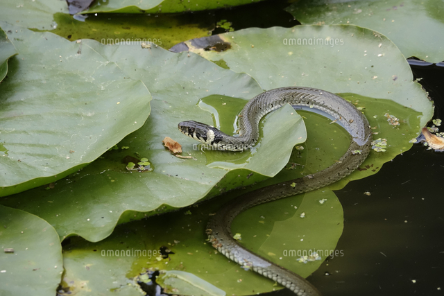 Slithering Grass Snake on lily pads in a pond[11094055248]の写真素材・イラスト素材 ...