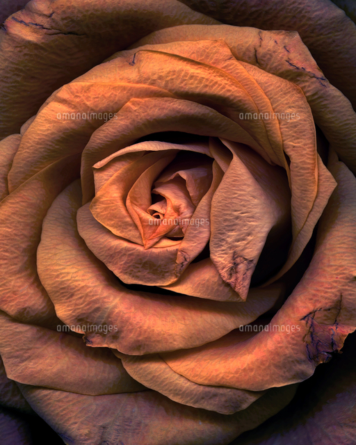 roses orange gold_01.tif[11099005012]の写真素材・イラスト素材｜アマナイメージズ