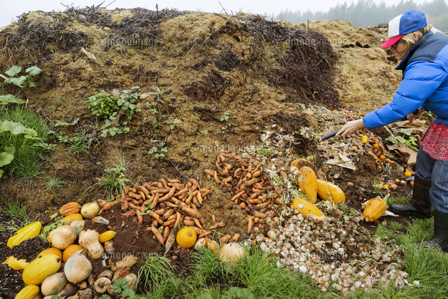 Side view of female farmer separating vegetables at field[11100038567]の ...