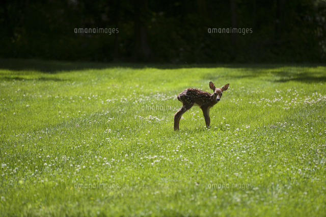 Side view of fawn standing on meadow[11100066530]の写真素材・イラスト素材｜アマナイメージズ