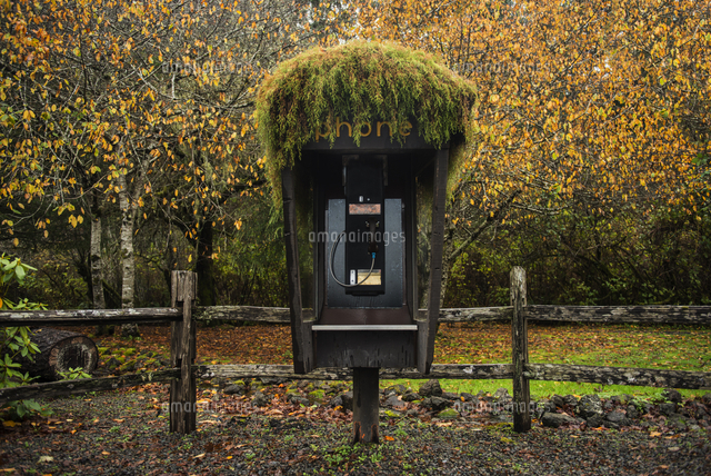 Telephone booth in forest during autumn[11100083074]の写真素材・イラスト素材｜アマナイメージズ