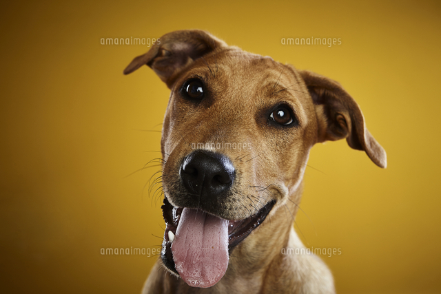Close-up portrait of dog panting against yellow background[11100089076 ...