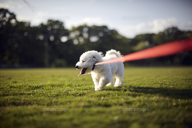 Dog panting while standing on grassy field against sky during sunset ...
