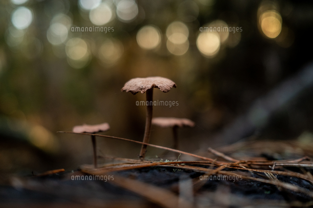 Small Mushrooms growing in pine needles on forest floor[11100143329]の写真 ...