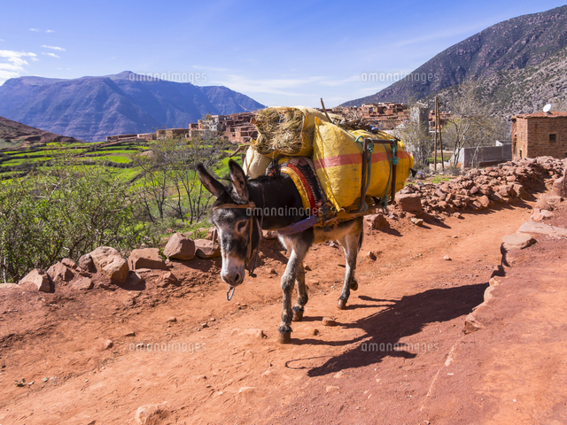 Burro or pack mule carrying a heavy load on a path in the[11102000216]の ...