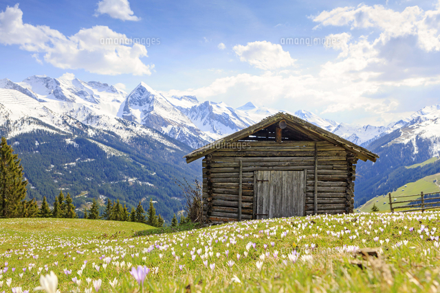 Old barn in a meadow of crocuses, the Zillertal Alps at the[11102000331 ...