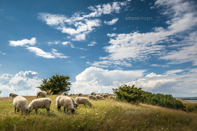 Flock of sheep, grass landscape, Monchgut Nature Reserve[11102001817]の ...