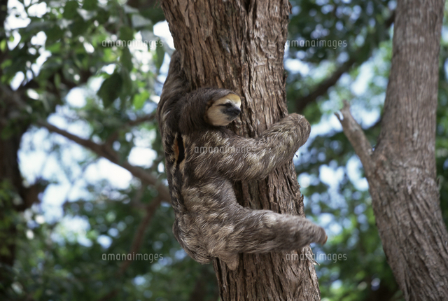 A sloth bear in a tree, Venezuela[11104001450]の写真素材・イラスト素材｜アマナイメージズ
