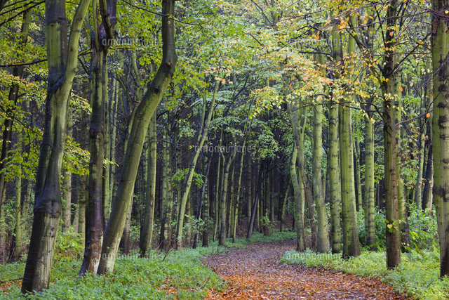 Leaf-covered path through beech woodland in autumn, Alnwick ...