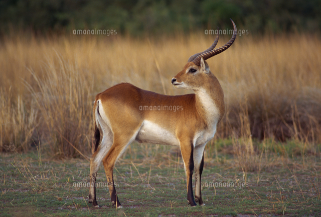 Close-up of a red lechwe (Kobus leche), Okavango Delta[11104003641]の写真 ...