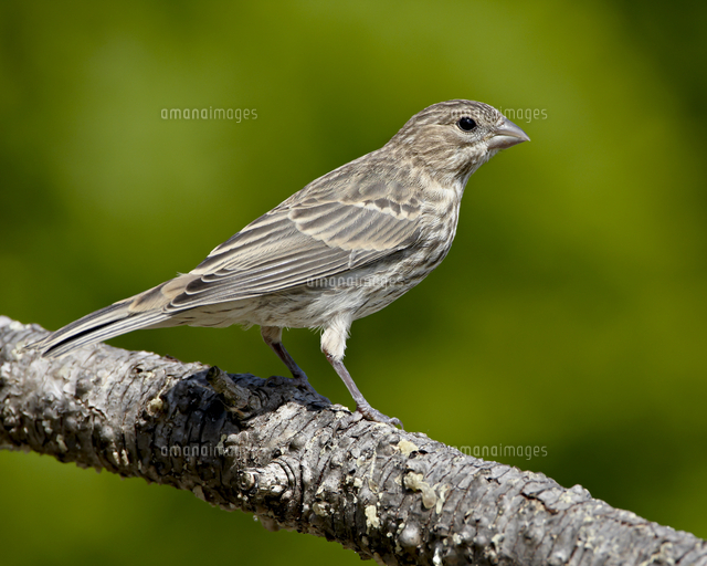 Female house finch (Carpodacus mexicanus), near Saanich[11104017705]の写真 ...