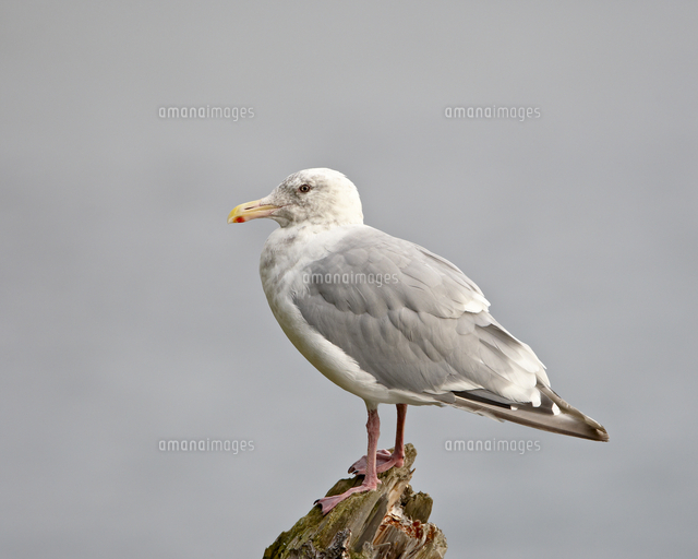 Thayer's gull (Larus thayeri), Kenai National Wildlife Refuge, Alaska ...