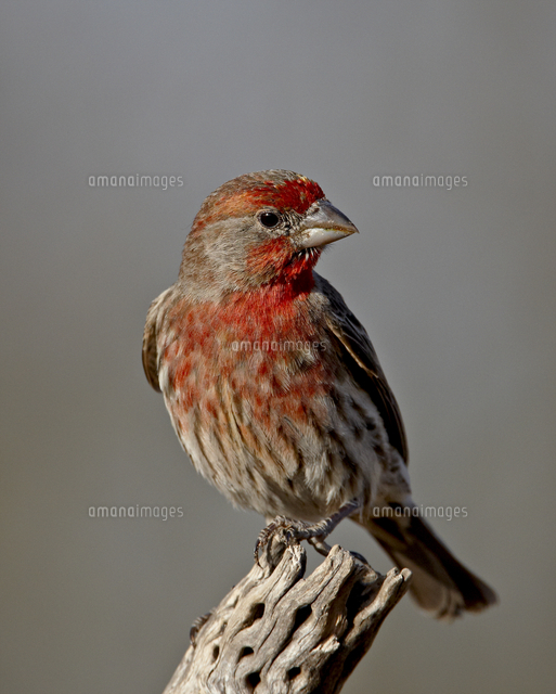 Male house finch (Carpodacus mexicanus), The Pond, Amado, Arizona ...