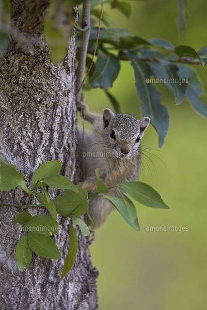 Tree squirrel (Smith's bush squirrel) (yellow-footed squirrel ...