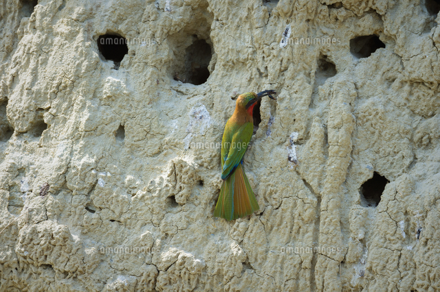 Red throated Bee-eater (Merops bulocki), Uganda, Africa[11104027209]の写真 ...