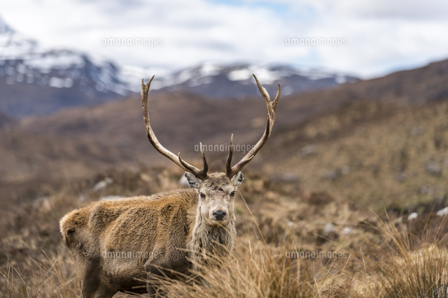 A wild Red Deer with big antlers in the Scottish Highlands in Torridon ...