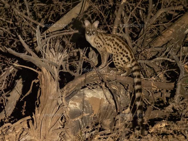 Adult rusty-spotted genet (Genetta maculata), at night in the Save ...