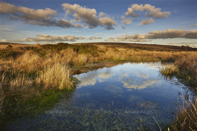 Marshland on the high rugged moors of Dartmoor National Park in evening ...