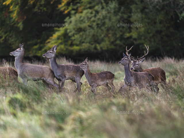 Red Deer, Killarney National Park, County Kerry, Munster, Republic of ...