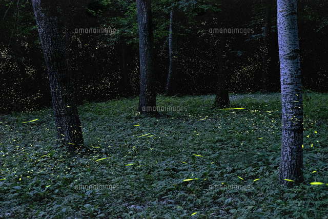 Fireflies in the woods, Emilia Romagna, Italy, Europe[11104056898]の写真素材 ...