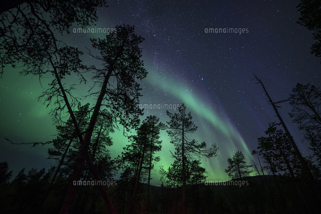 Aurora borealis (Northern Lights) over coniferous forest, Muonio ...