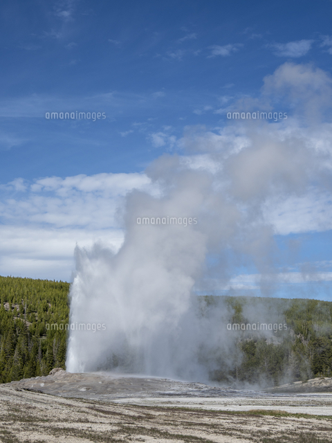 The cone geyser called Old Faithful erupting, Yellowstone National Park ...