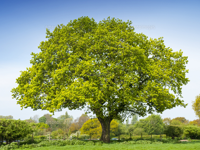 Oak tree in Cheshire countryside, England, UK[11114000820]の写真素材・イラスト素材 ...