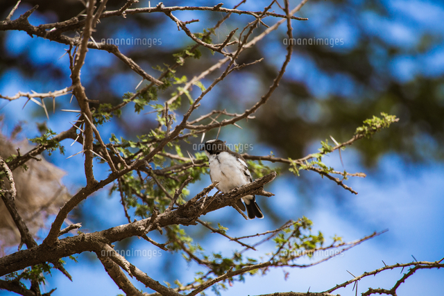 Long-tailed fiscal on the branch of the tree; in Amboseli National Park ...