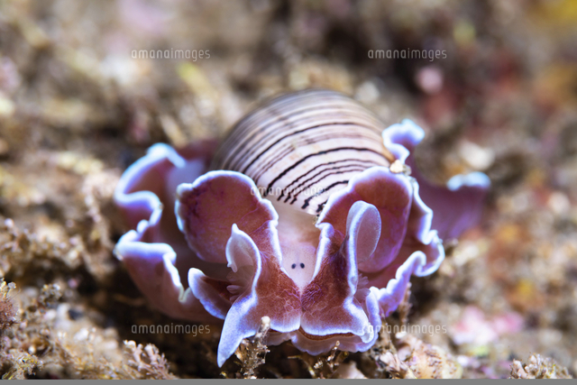 marine benthos[11116012557]の写真素材・イラスト素材｜アマナイメージズ