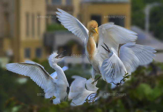 Taiwan;New Taipei City;Ping Lin;Egret[11116015541]の写真素材・イラスト素材｜アマナイメージズ