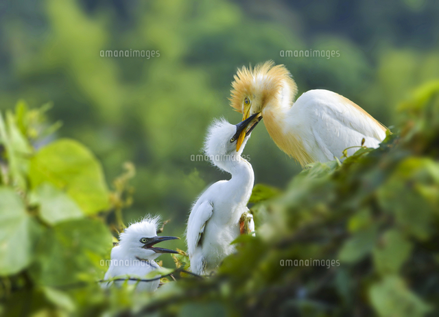 Taiwan;New Taipei City;Ping Lin;Egret[11116015543]の写真素材・イラスト素材｜アマナイメージズ
