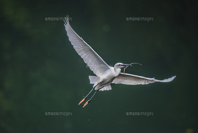 Taiwan;New Taipei City;Ping Lin;Egret[11116015545]の写真素材・イラスト素材｜アマナイメージズ