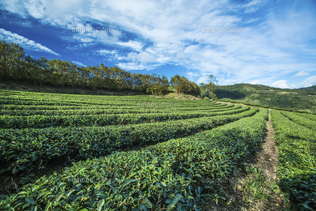 the tea garden;Ping Lin Tea Plantation;New Taipei City;Taiwan ...