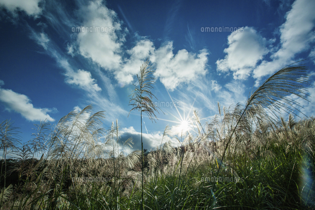 Sunlight through the silver-grass upon the tea garden;Ping Lin Tea ...