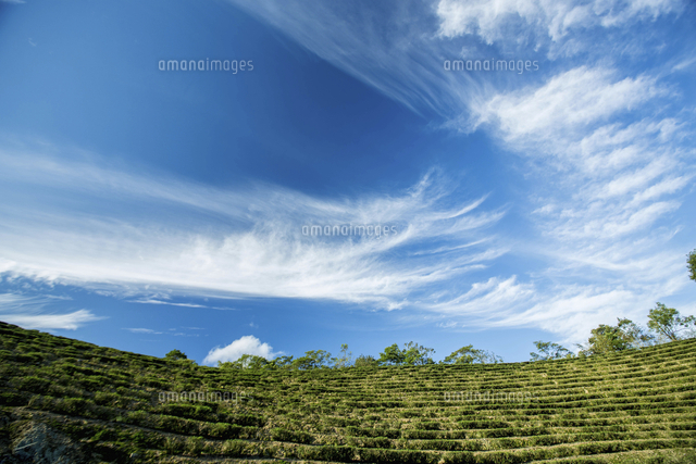 the tea garden;Ping Lin Tea Plantation;New Taipei City;Taiwan ...