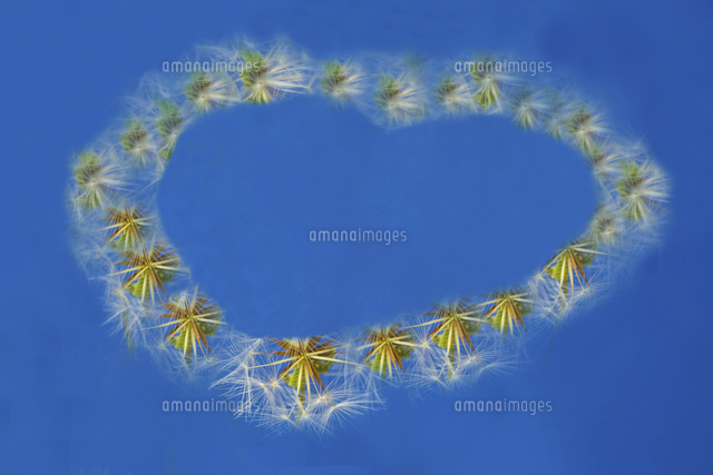 Flower seeds of Youngia; also known as Japanese Hawkweed[11116019002]の ...